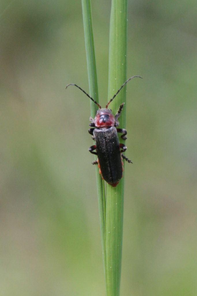 soldaatjes - cantharidae